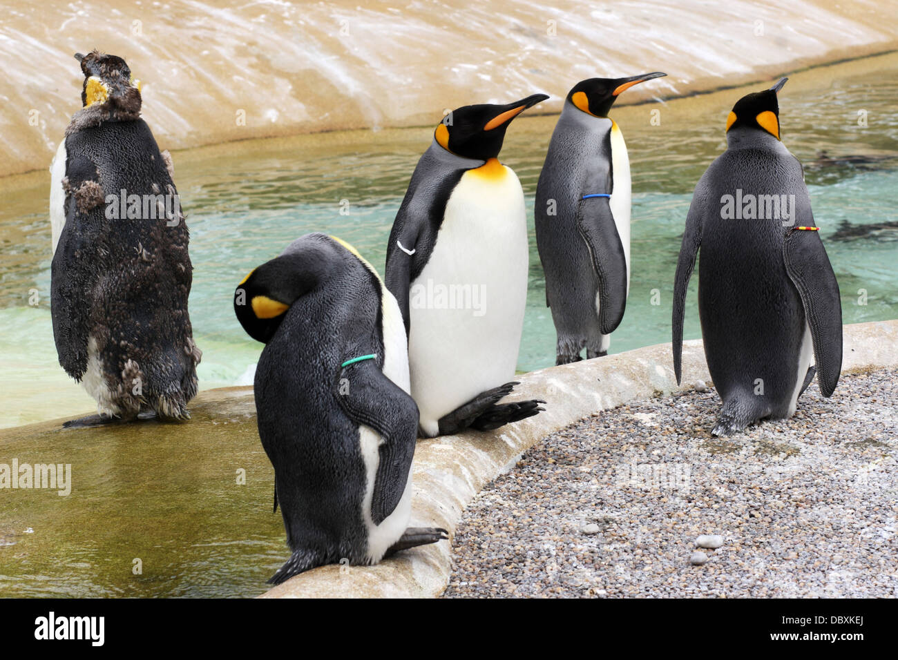 Group penguins standing on hi-res stock photography and images - Alamy