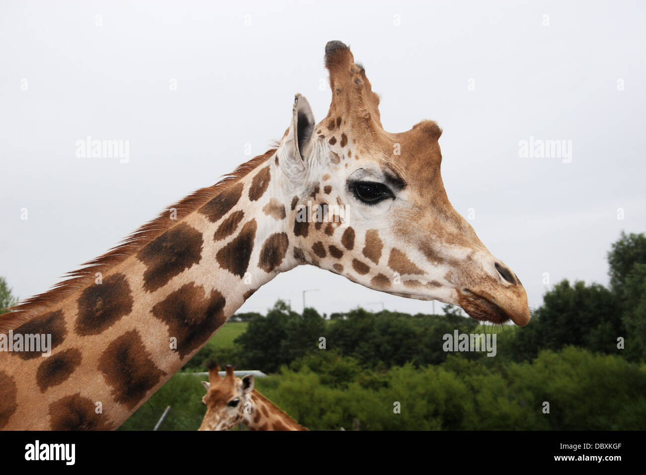 Giraffe eating fruit hi-res stock photography and images - Alamy