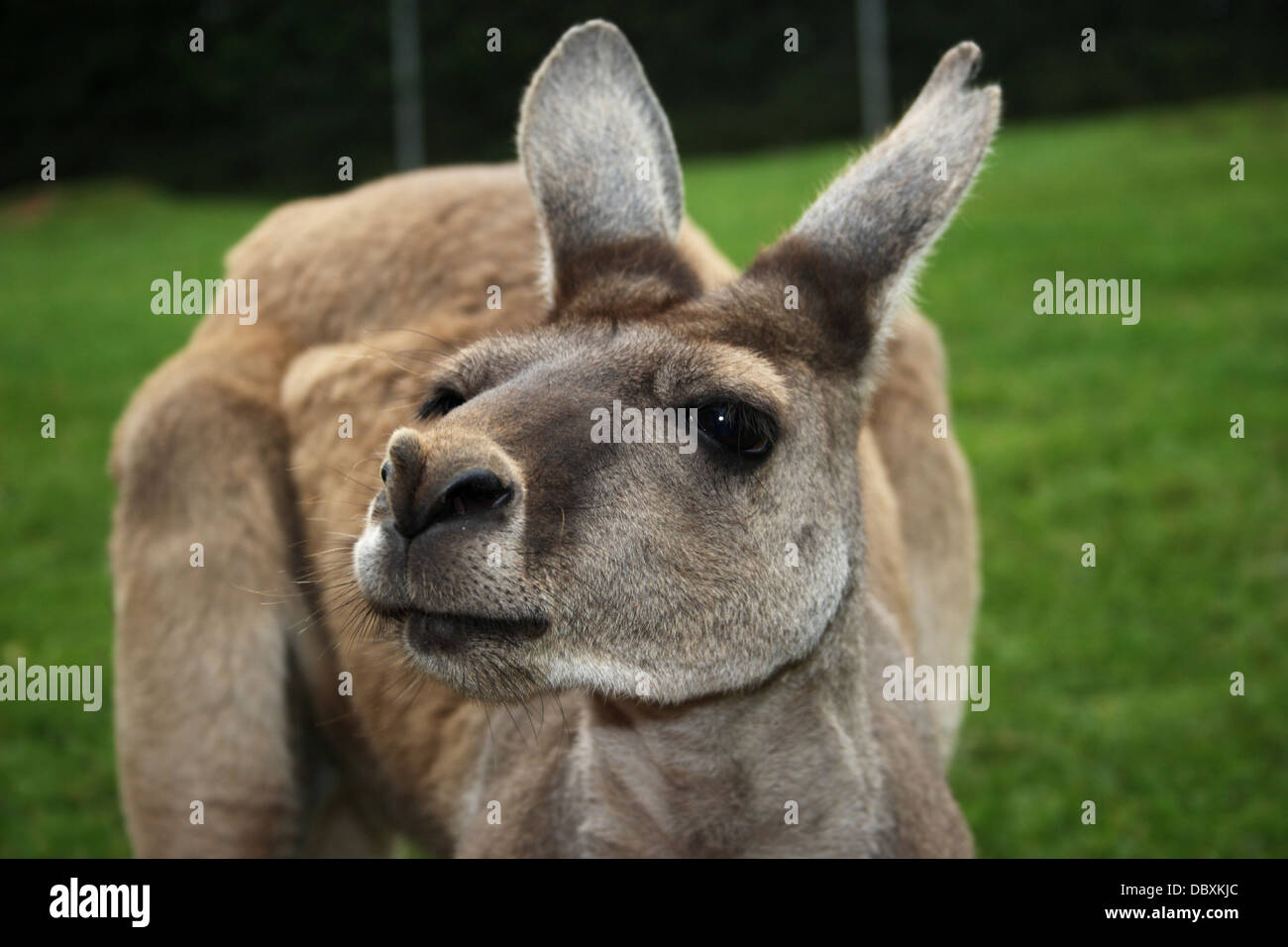 Kangaroo enclosure hi-res stock photography and images - Alamy
