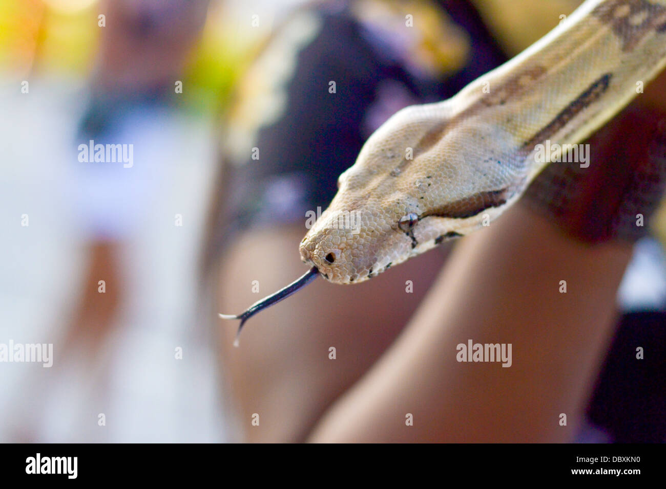 Snake caribbean hi-res stock photography and images - Alamy