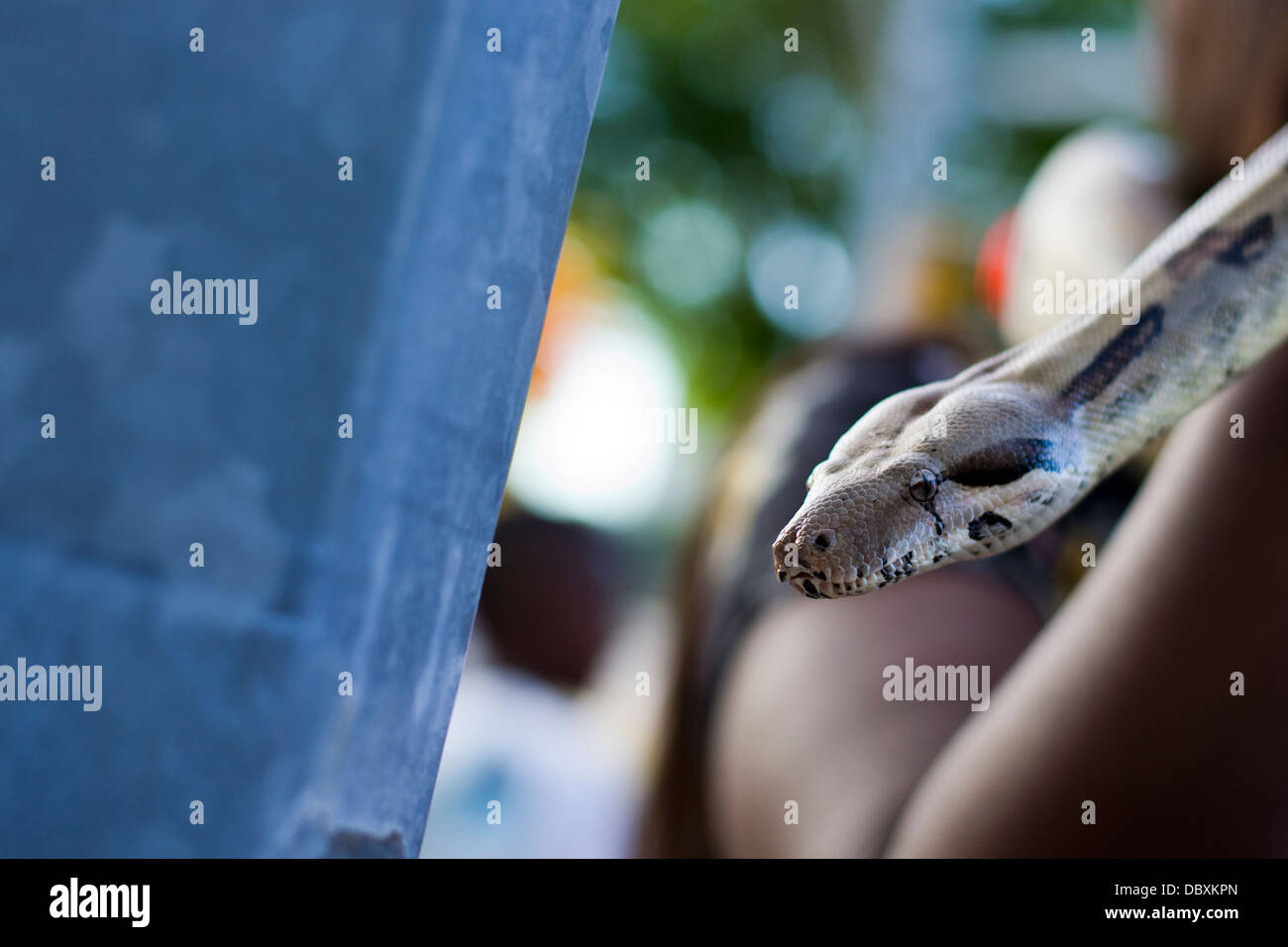 Caribbean snake hi-res stock photography and images - Alamy