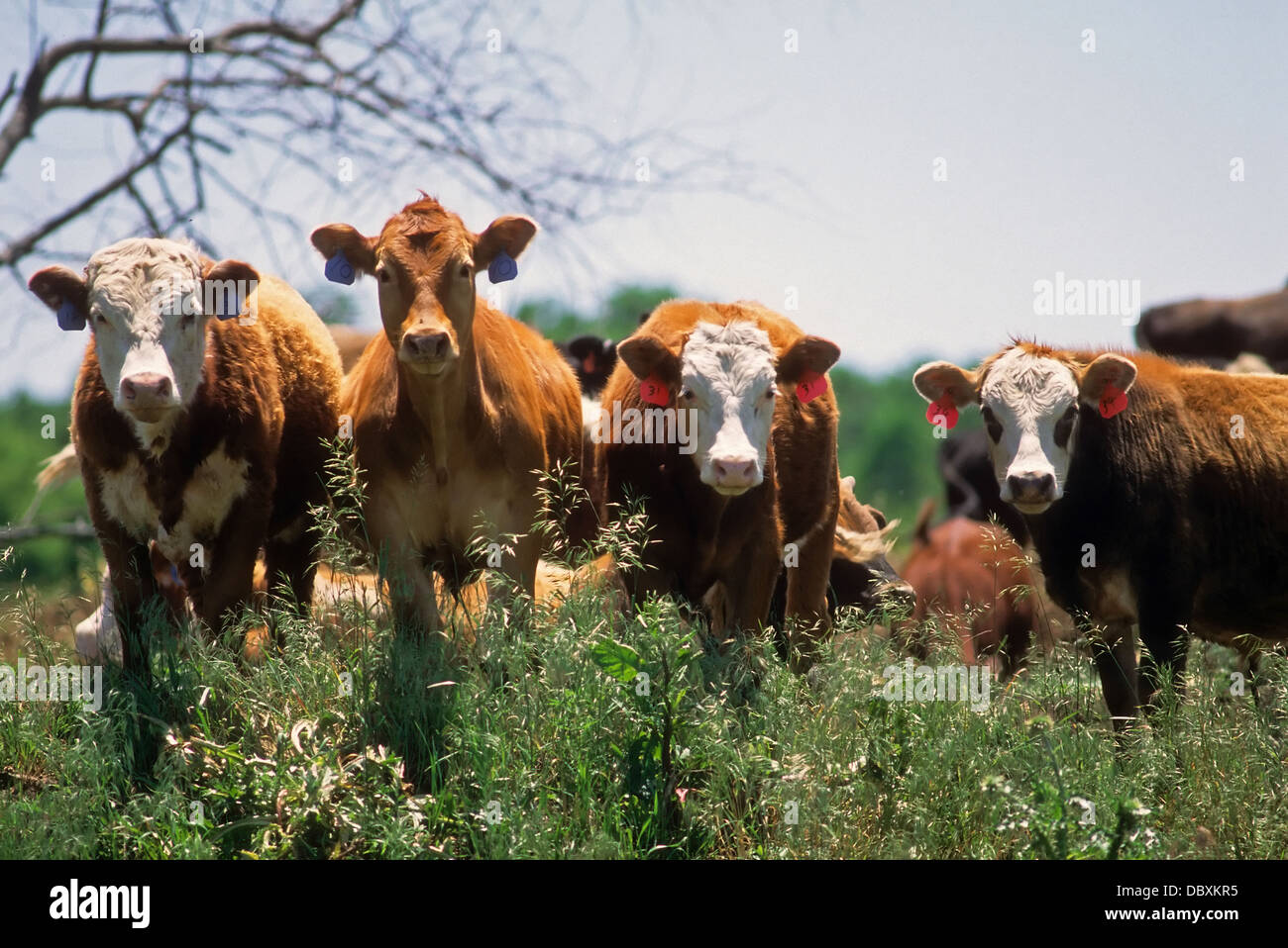 Dairy Cows in Pasture Stock Photo - Alamy