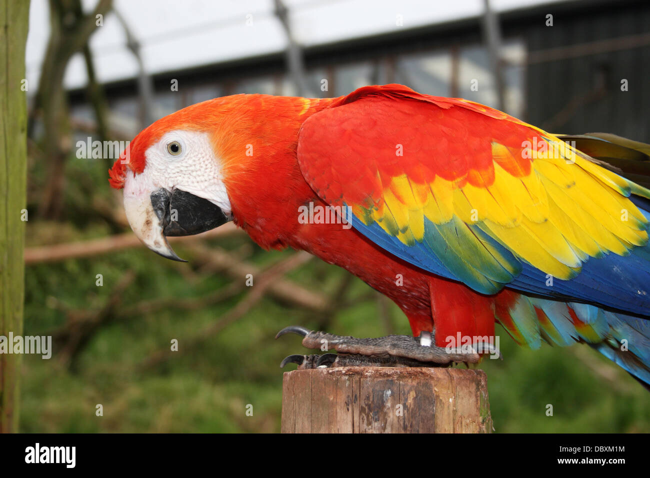 Aviary parrot hi-res stock photography and images - Alamy