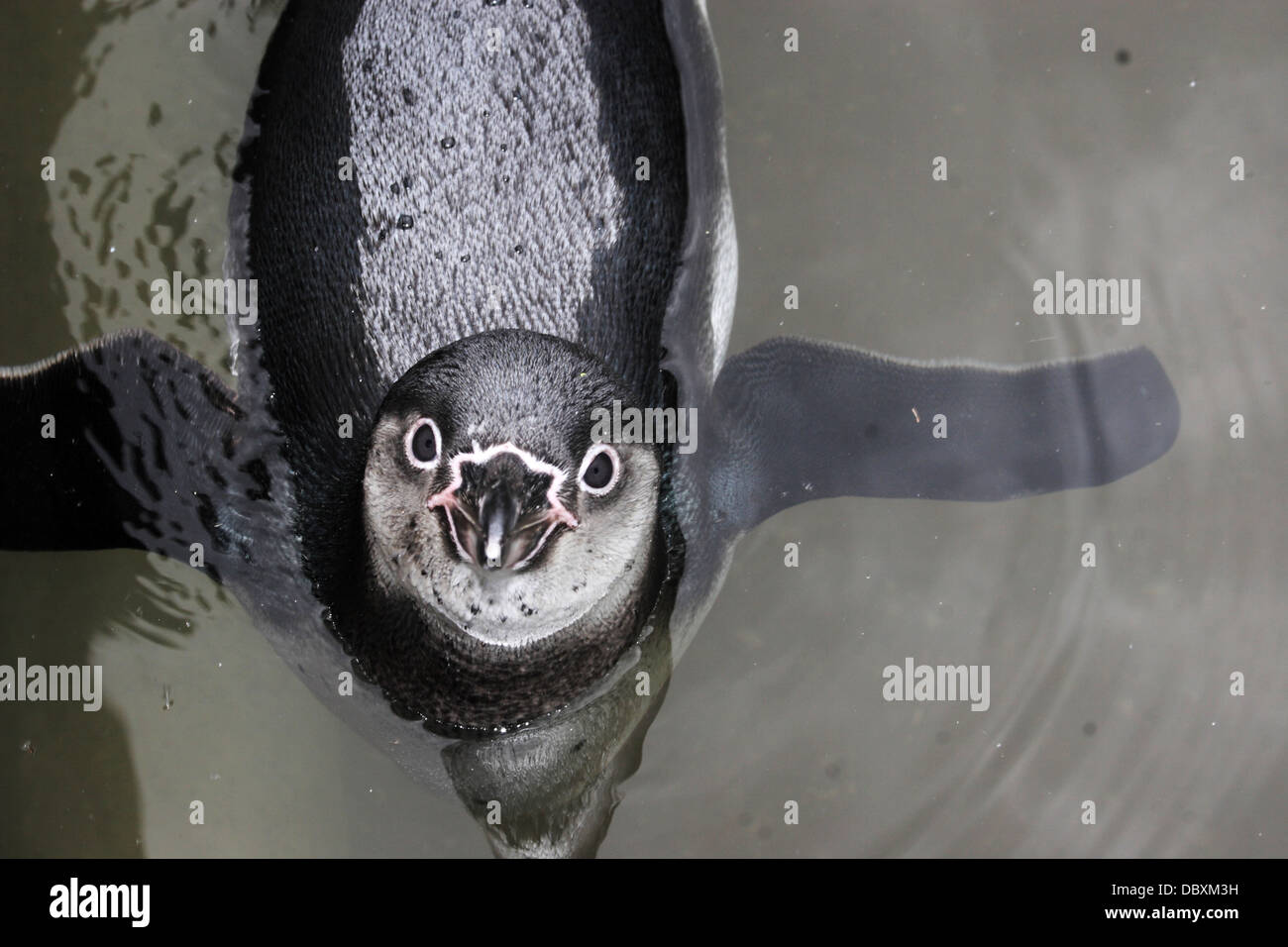 Penguin watch hi-res stock photography and images - Alamy