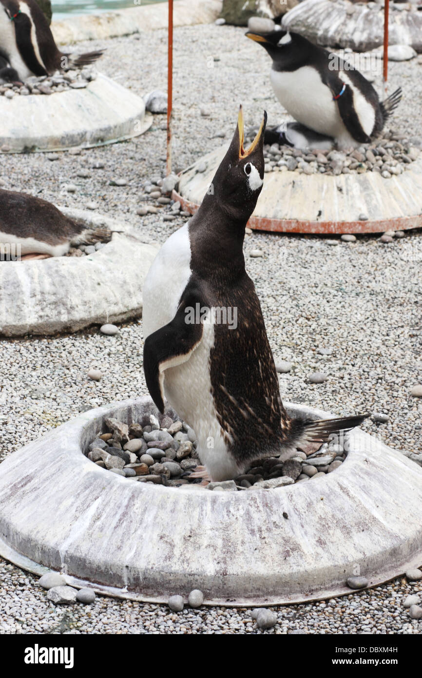 Penguin calling in a zoo enclosure Stock Photo - Alamy