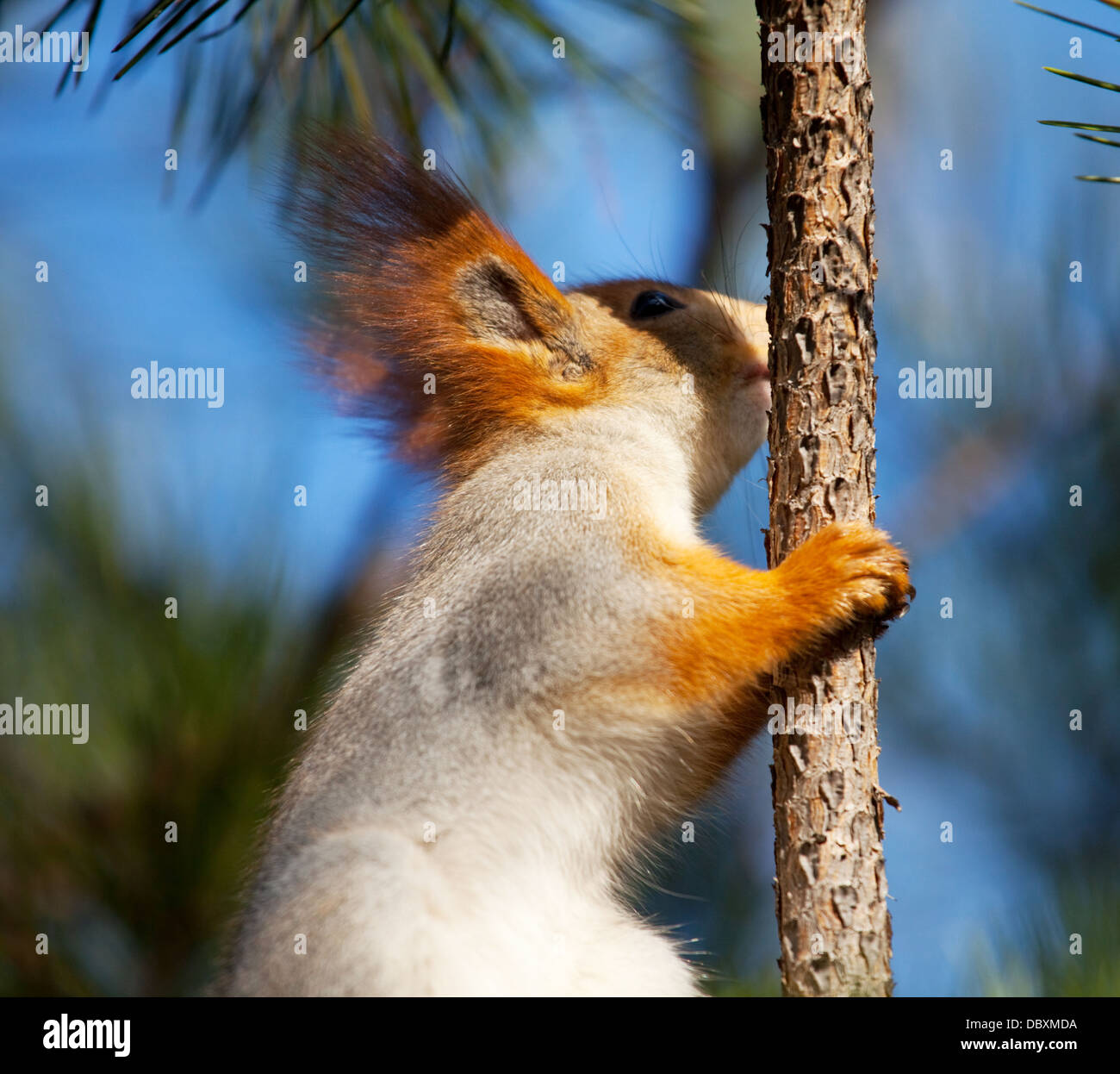 Close up shot squirrel nuts hi-res stock photography and images - Alamy