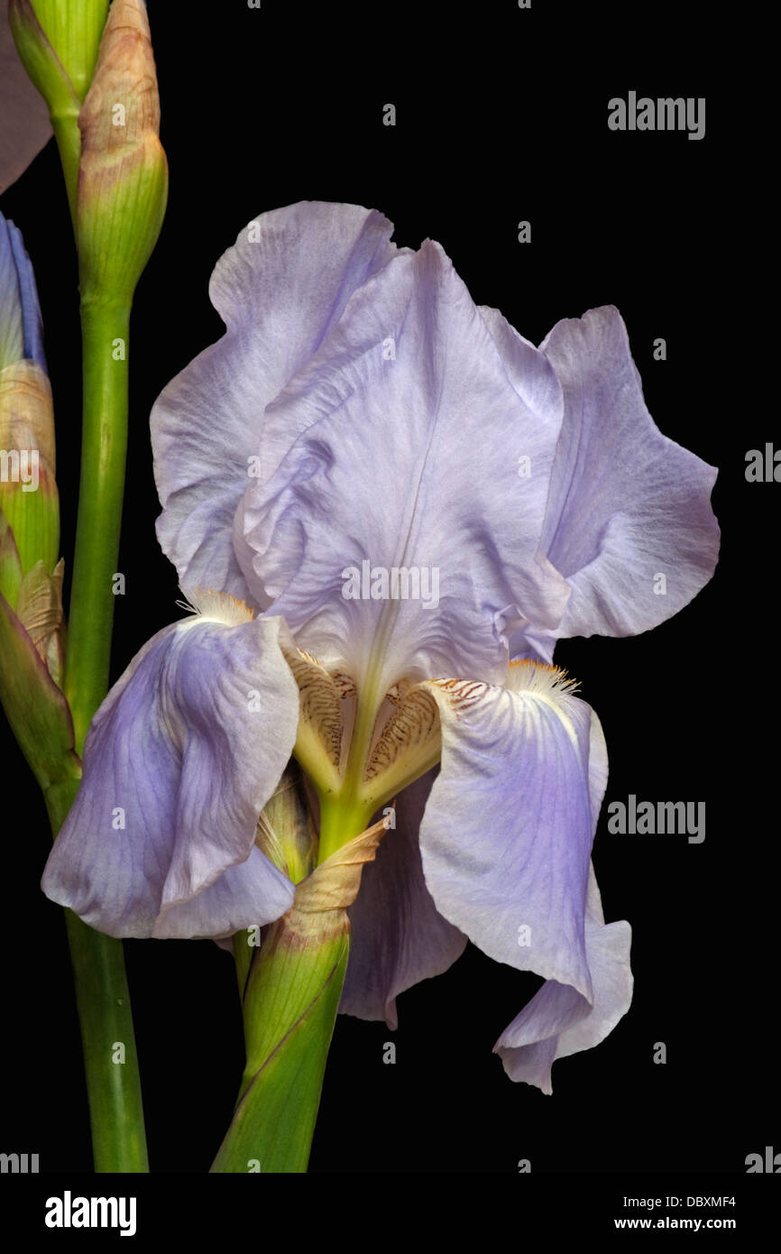 Iris (Iris germanica), hybrid form Stock Photo - Alamy