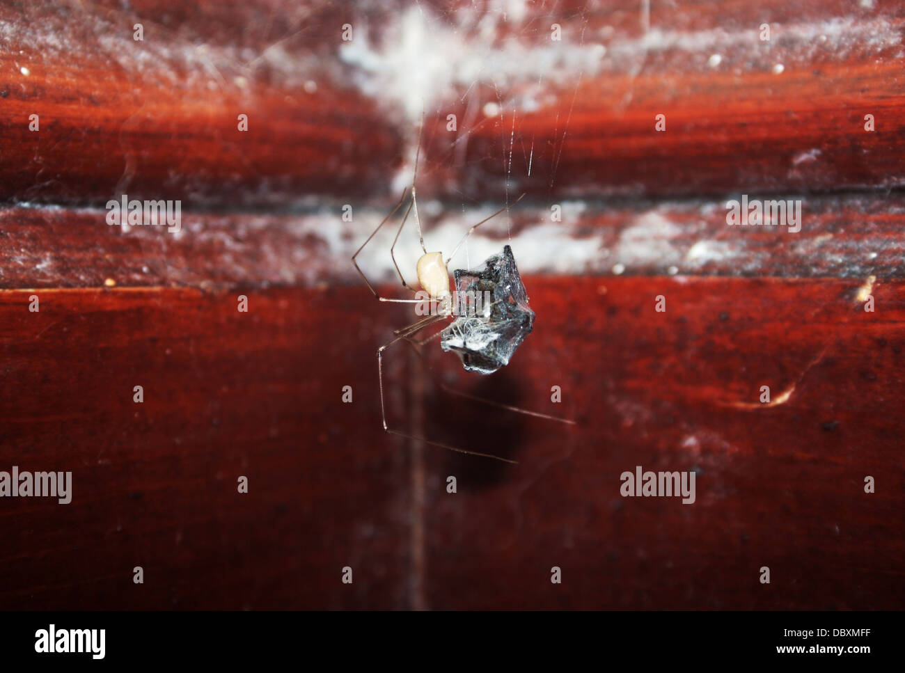 A small spindly spider eating a larger spider Stock Photo - Alamy