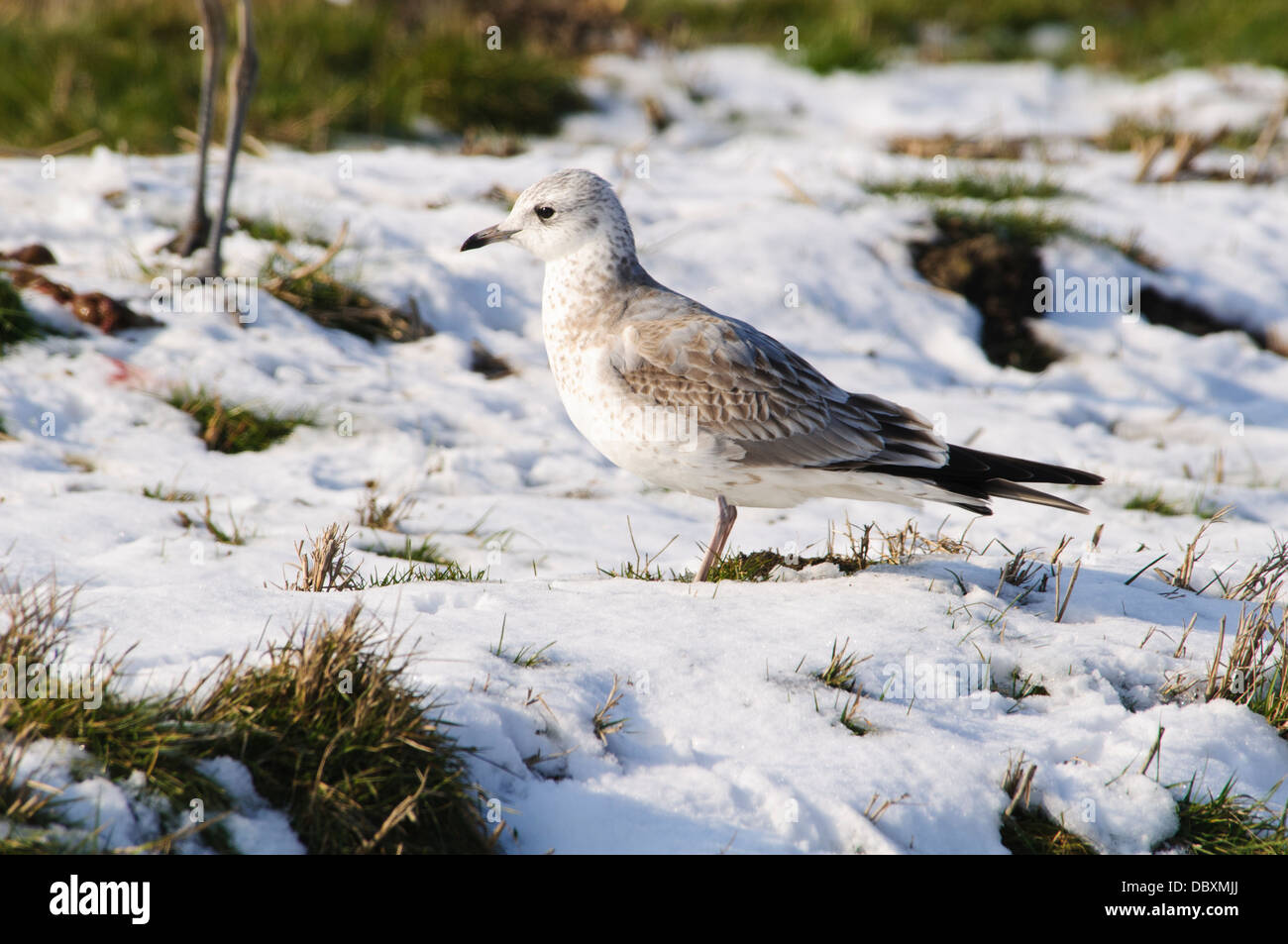 A juvenile common gull (Larus canus) standing on frozen and snow ...