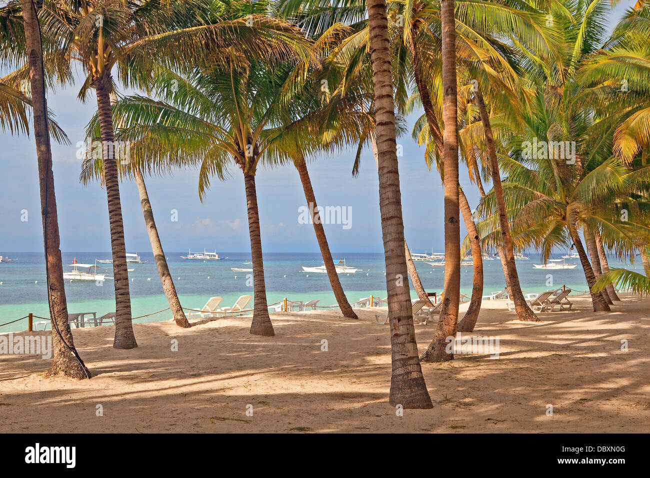 Tall coconut trees in Bohol, Philippines Stock Photo - Alamy