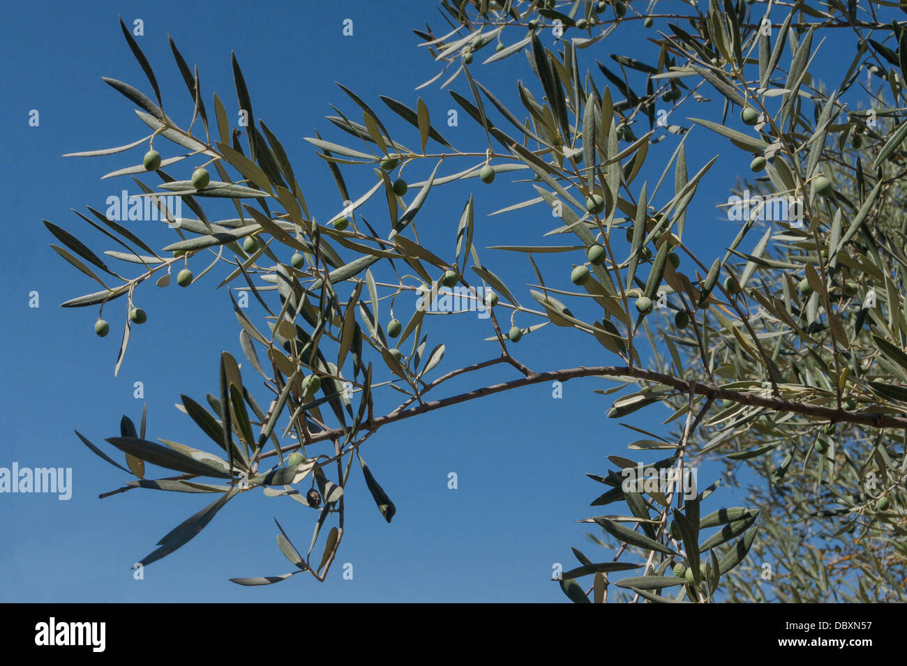 An olive branch, Olea europaea, Riofrio, Andalusia, Spain Stock Photo ...