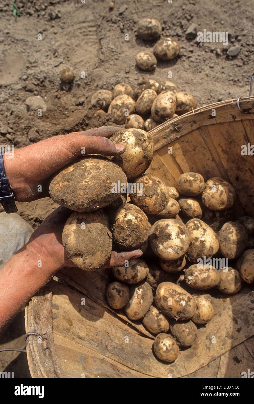 Potatoes solanum tuberosum roots hi-res stock photography and images ...