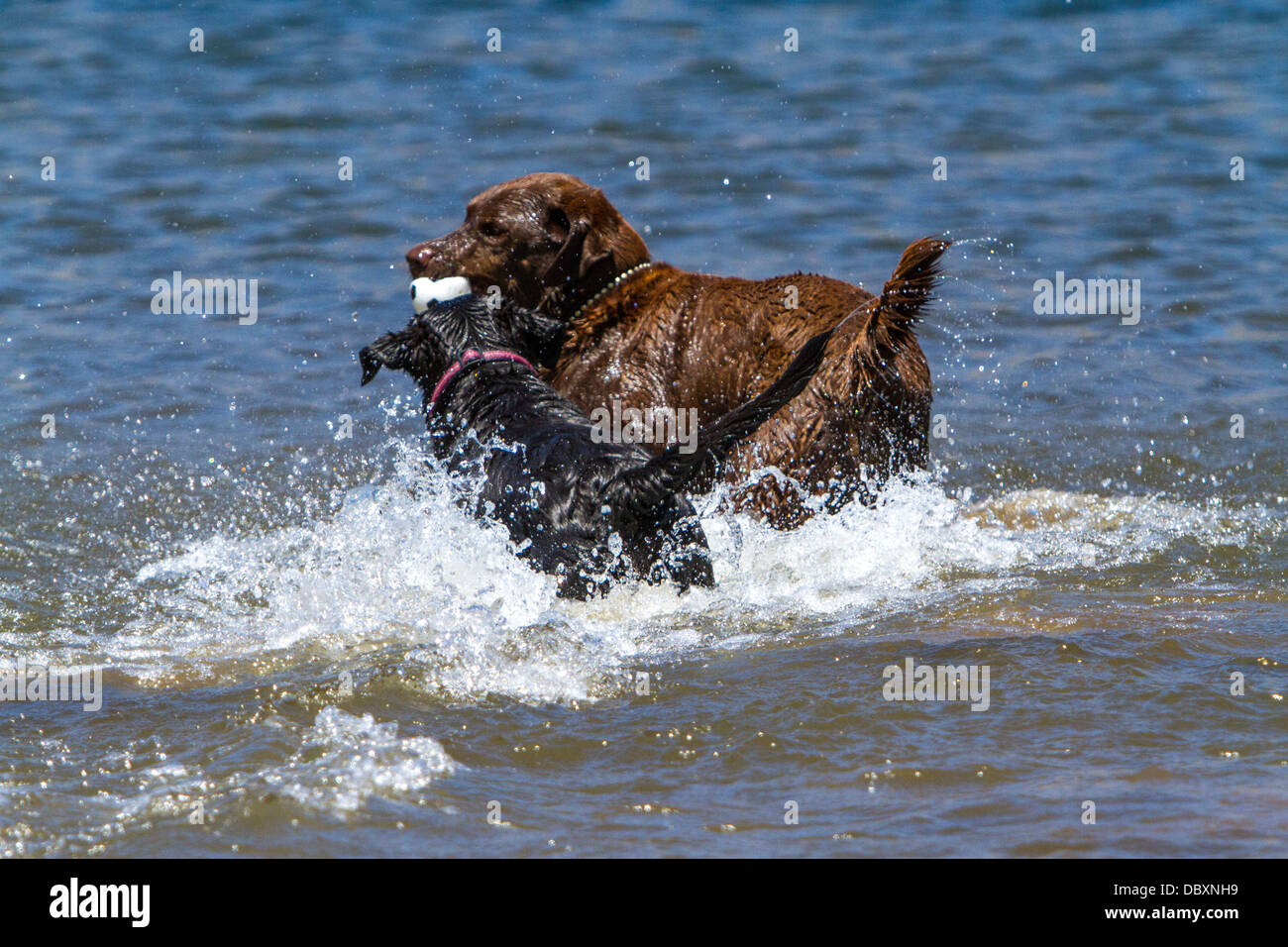 A Chocolate Lab and a Black Lab play together at Grant Lake in June ...