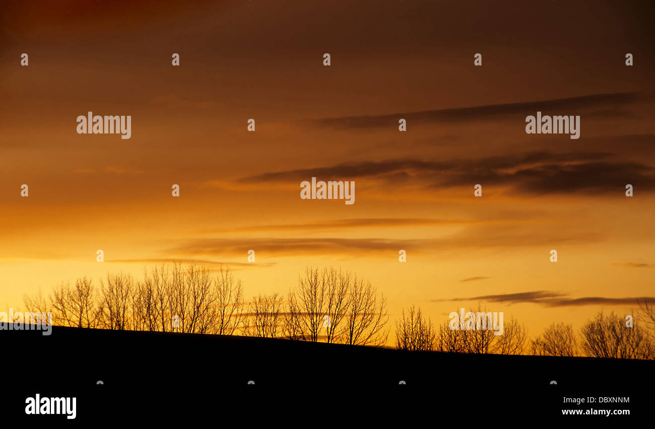 Silhouetted trees on the horizon line against a beautiful yellow ...