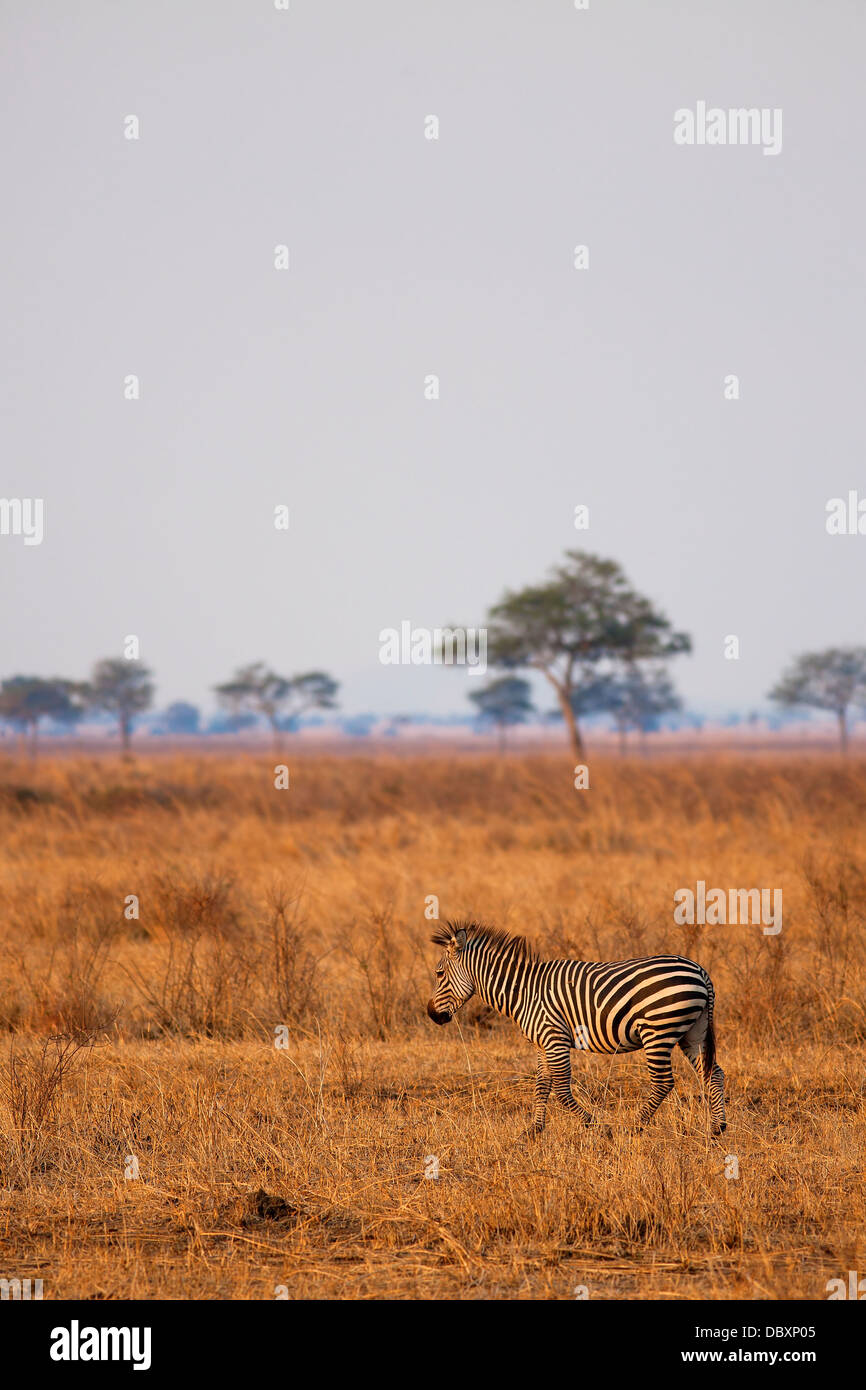 Animals african savannah hi-res stock photography and images - Alamy