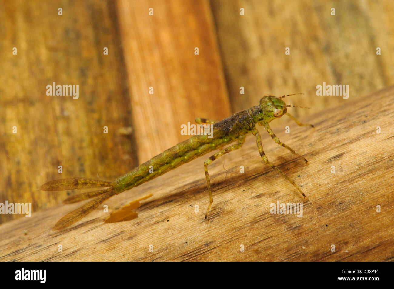 The larva of an azure damselfly (Coenagrion puella) clinging to a ...