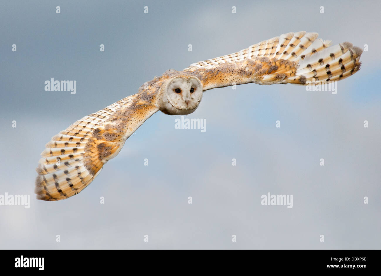 Barn owl in flight hi-res stock photography and images - Alamy