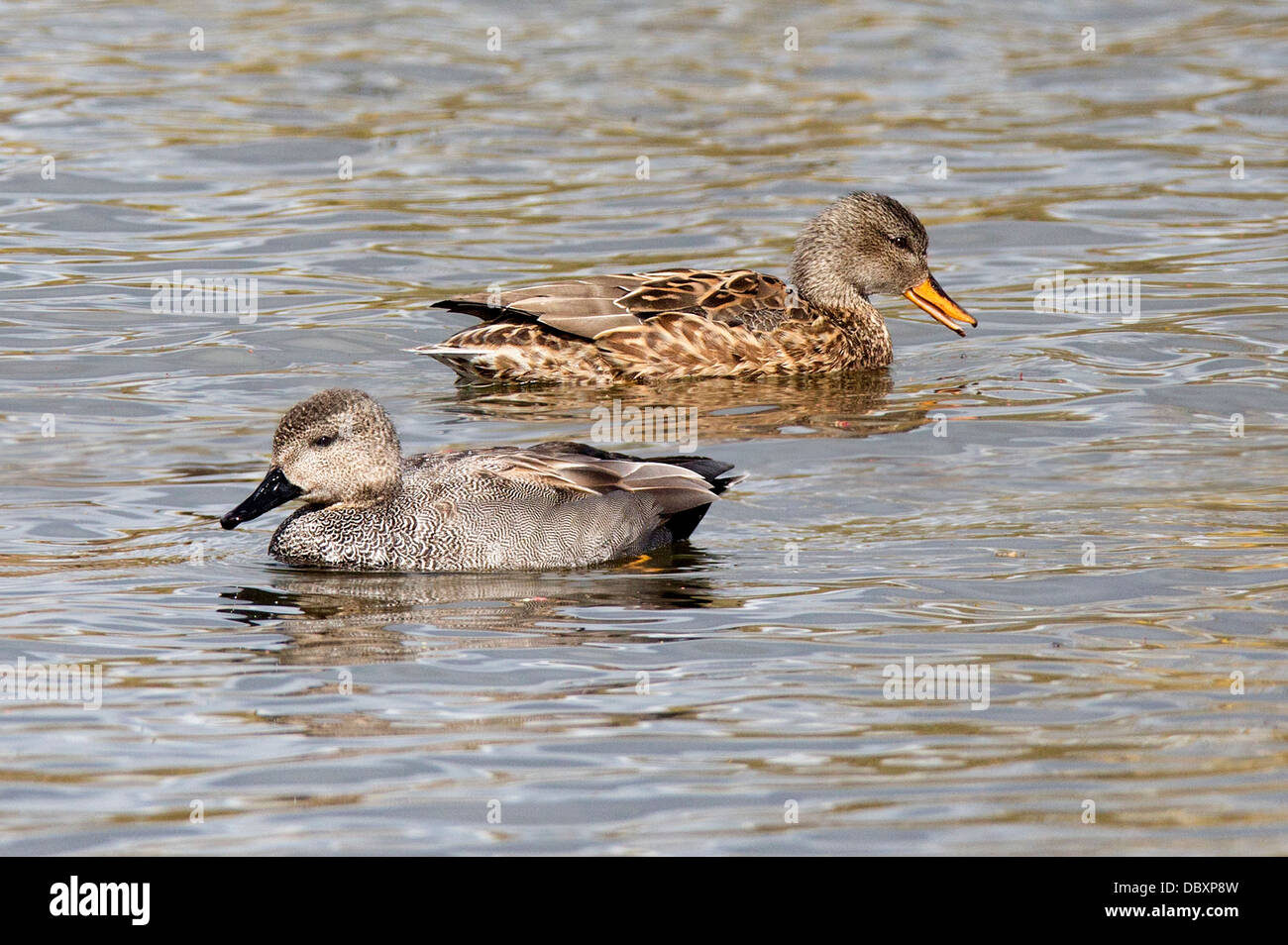 Gadwall male and female hi-res stock photography and images - Alamy