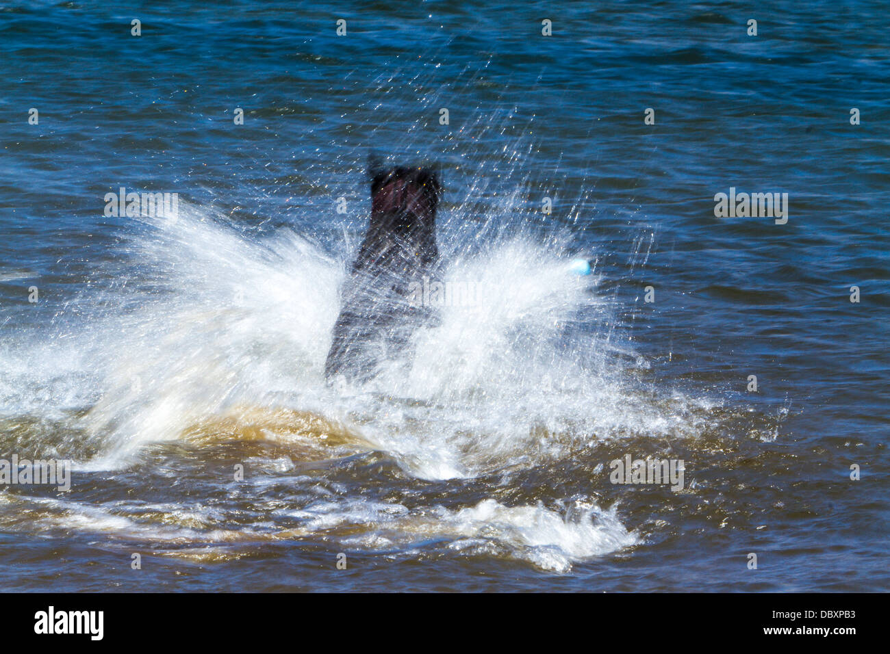Motion blur photos of Labrador retrievers splashing in a lake Stock ...