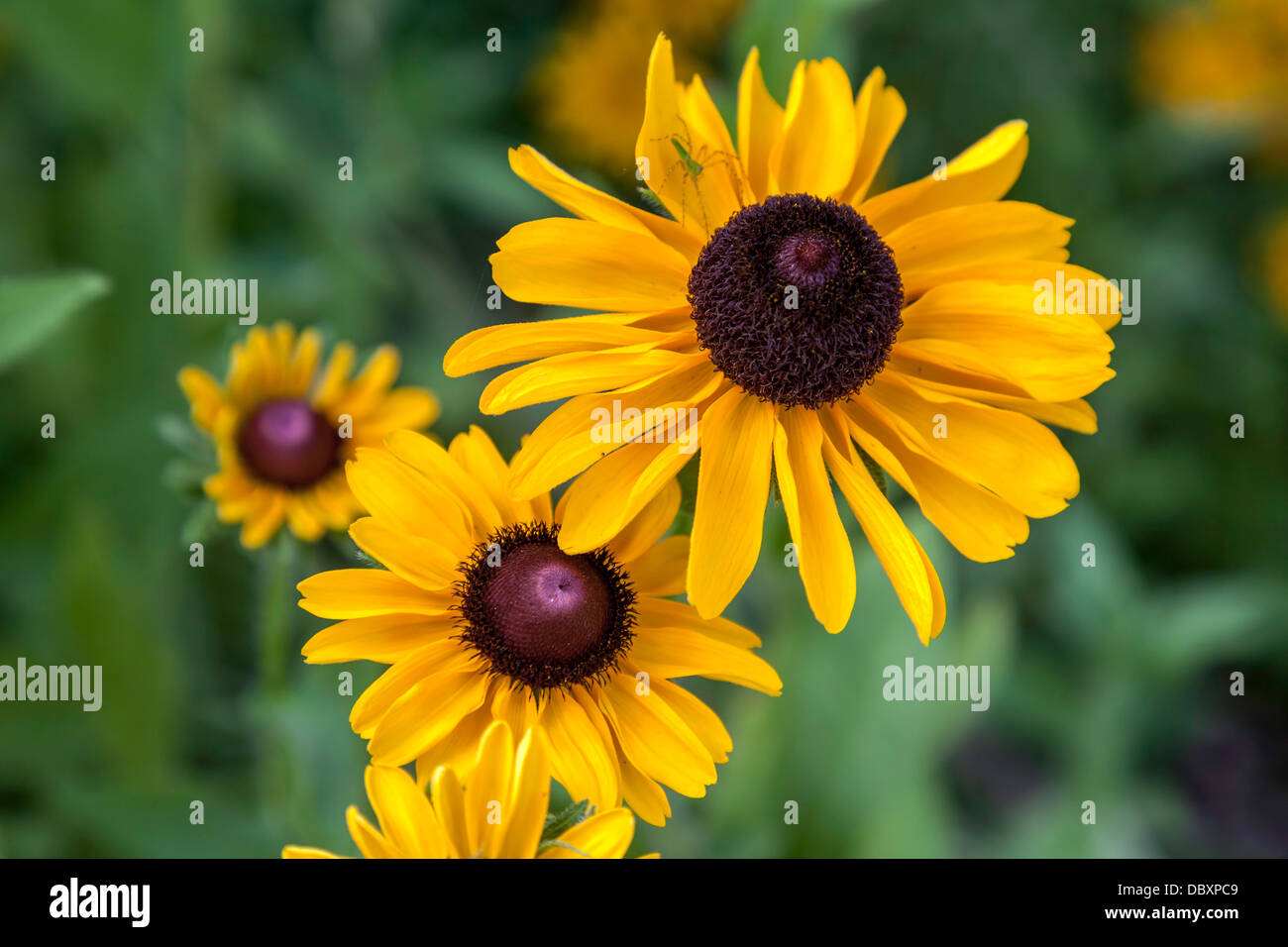 A tiny, delicate green lynx spider with almost translucent legs ...