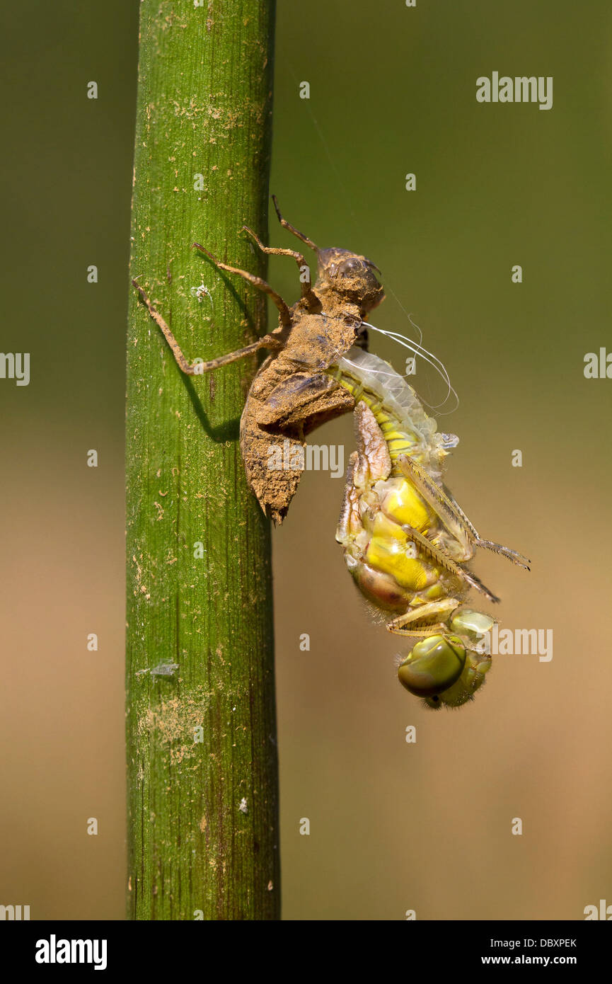 Dragonfly emerging from exuvia hi-res stock photography and images - Alamy