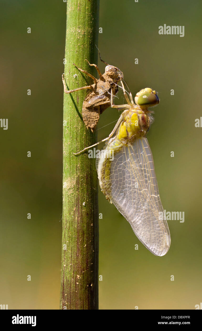 Dragonfly and Exuvia Stock Photo - Alamy