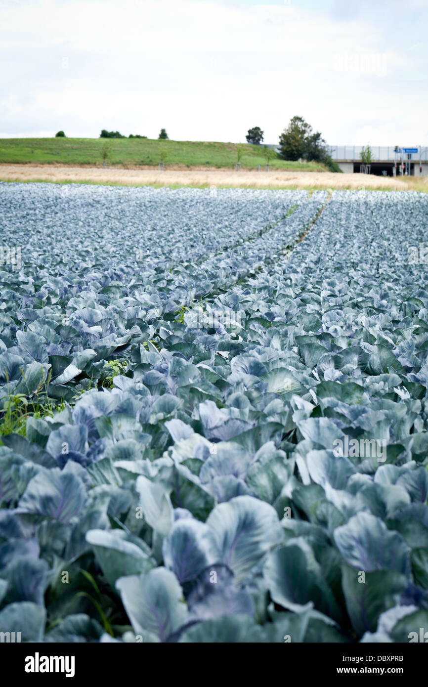 red cabbage on field in summer outdoor plant agriculture Stock Photo ...