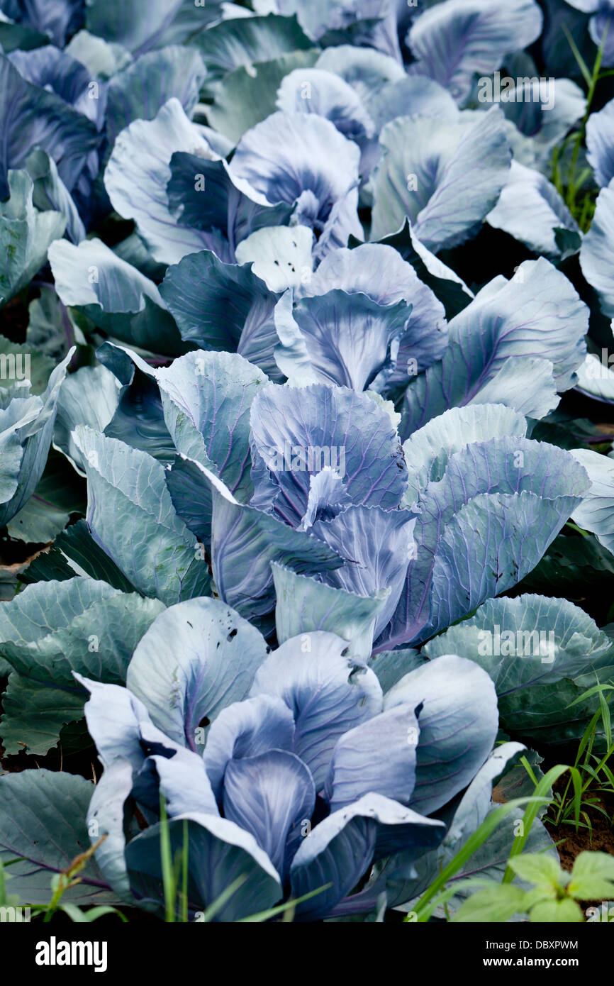 red cabbage on field in summer outdoor plant agriculture Stock Photo ...