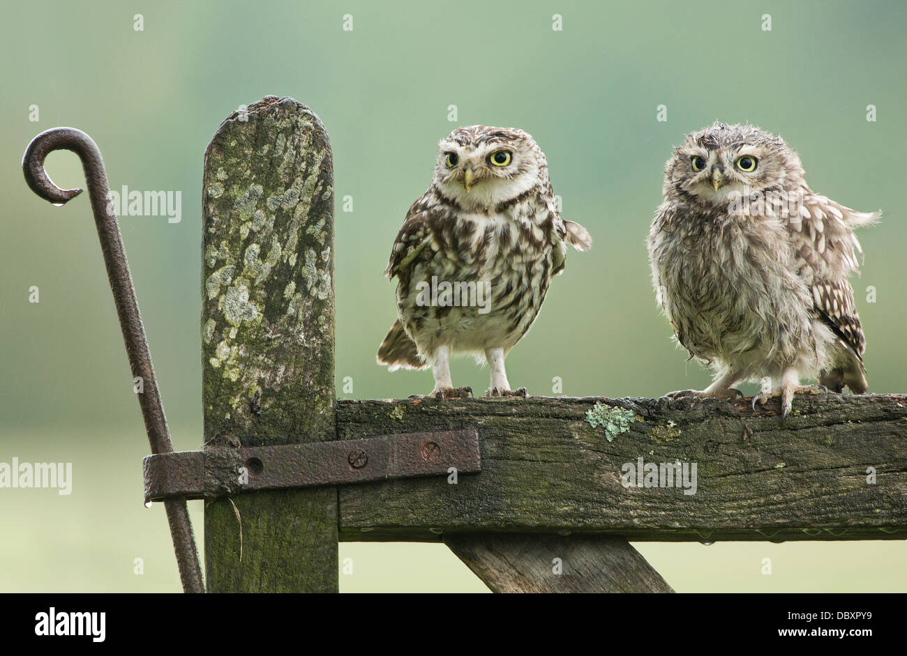 Juvenile owls hi-res stock photography and images - Alamy