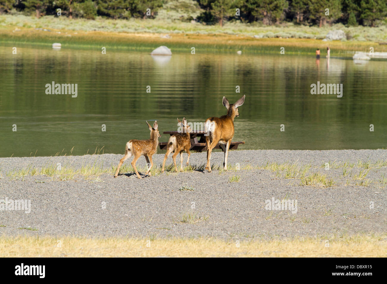 Mule deer mother water hi-res stock photography and images - Alamy
