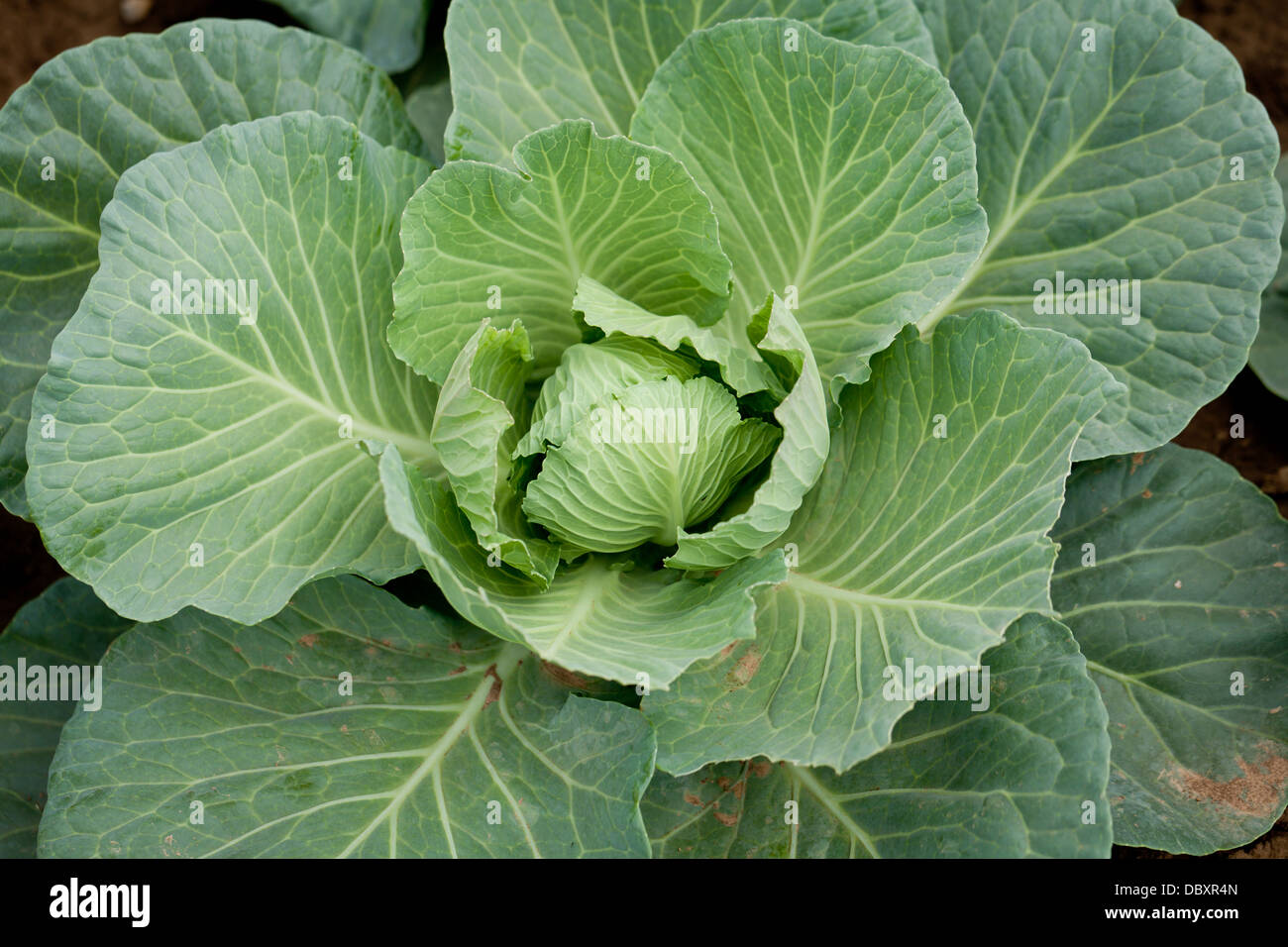 green cabbage plant field outdoor in summer agriculture vegetables Stock Photo - Alamy