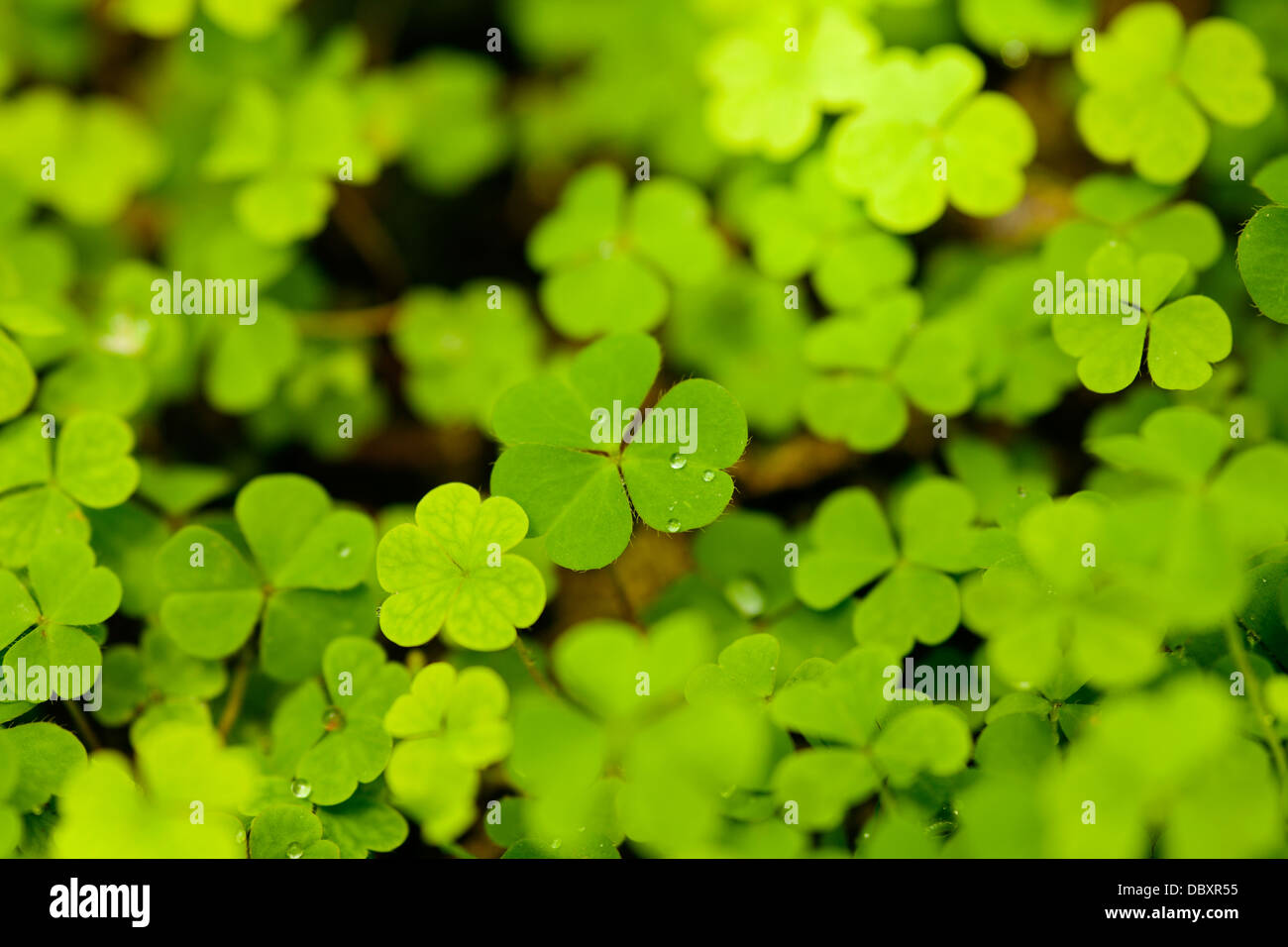 Clover wallpaper hi-res stock photography and images - Alamy