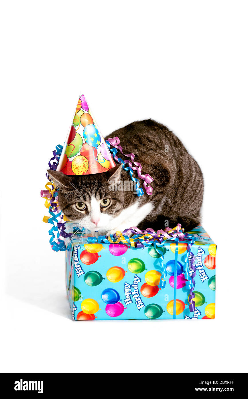 Animal birthday hi-res stock photography and images - Alamy