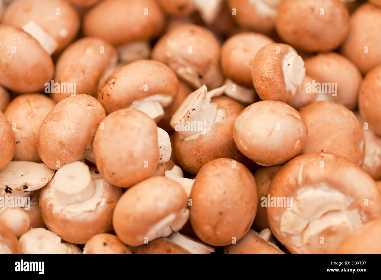 fresh brown champignons on market outdoor in summer macro closeup Stock ...