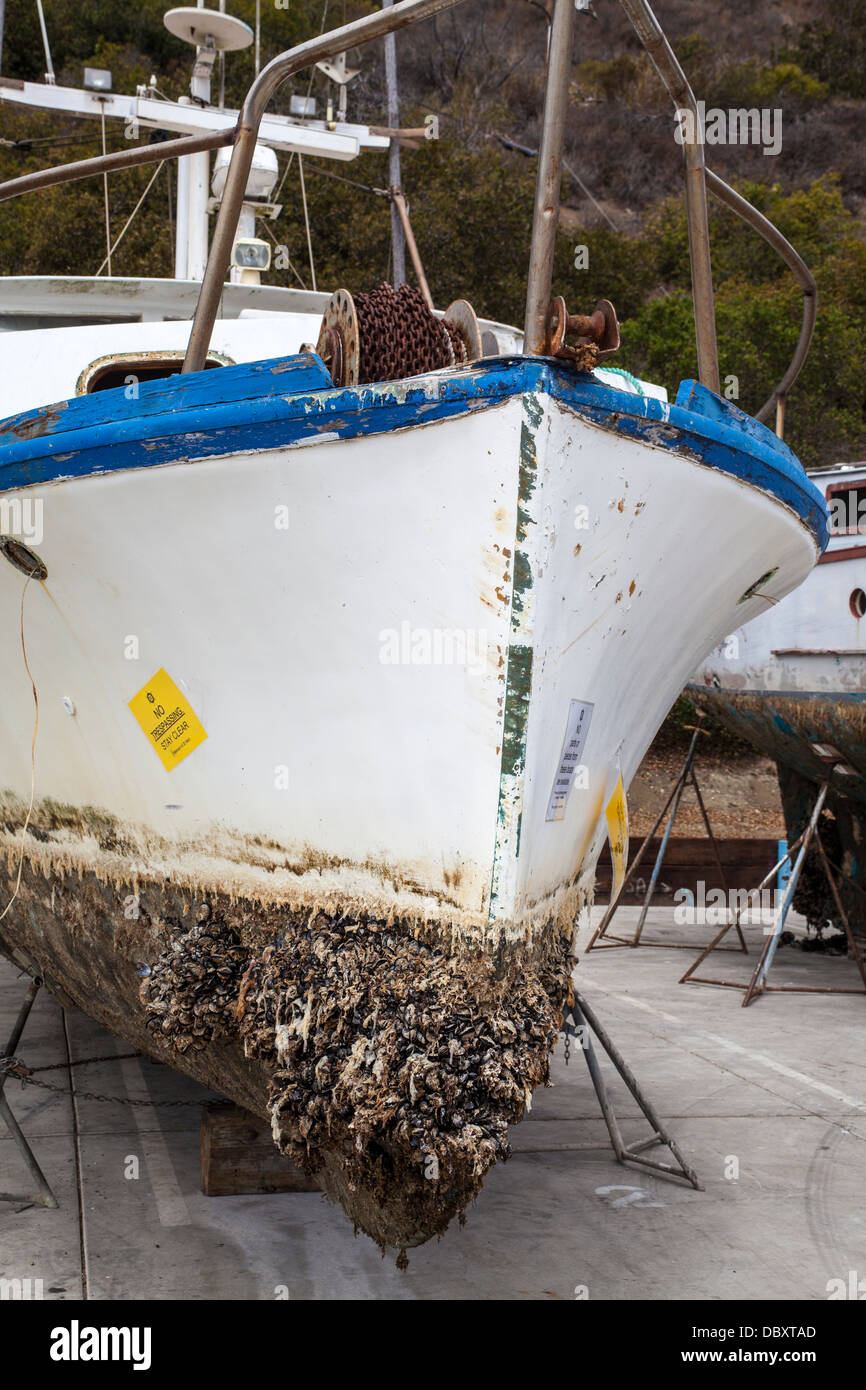 Mussels attached to a boat hull in dry dock in Avila Beach California ...