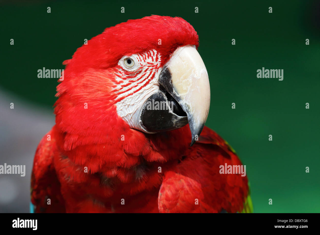 colorful red macaw Stock Photo - Alamy