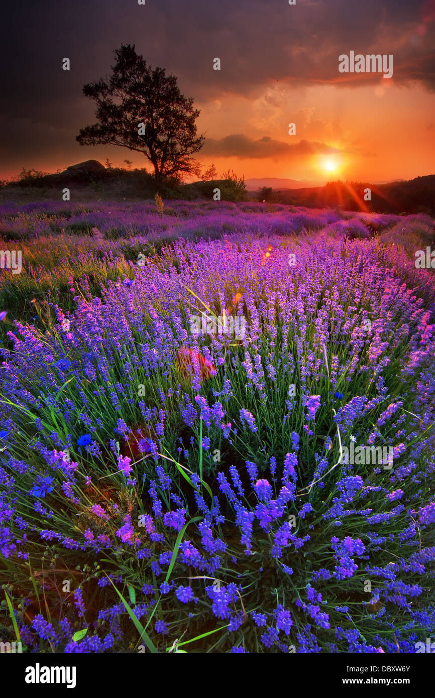 Lavender At Sunset Stock Photo - Alamy