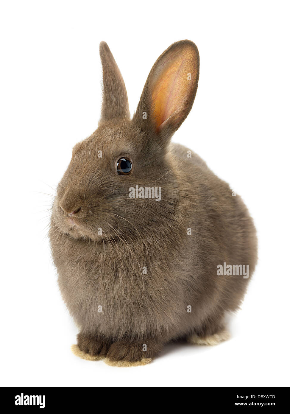 fluffy brown rabbit Stock Photo - Alamy