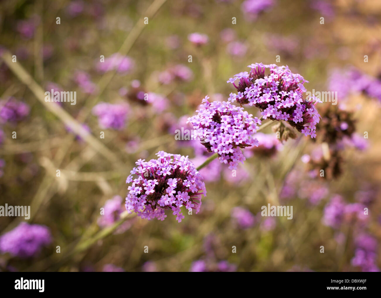Purple ball flower hi-res stock photography and images - Alamy