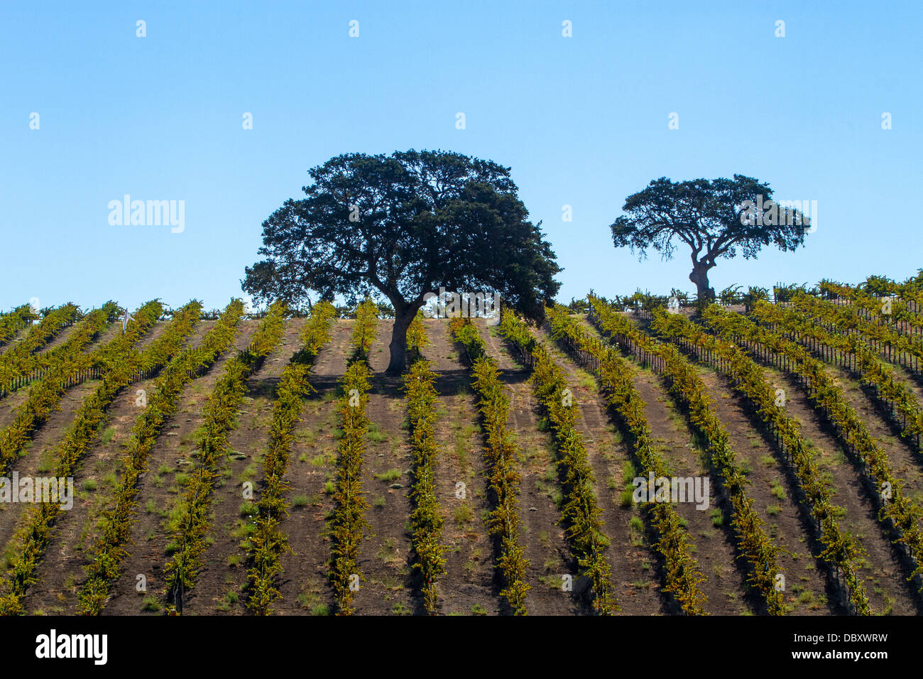 Vineyard in one tree hill hi-res stock photography and images - Alamy