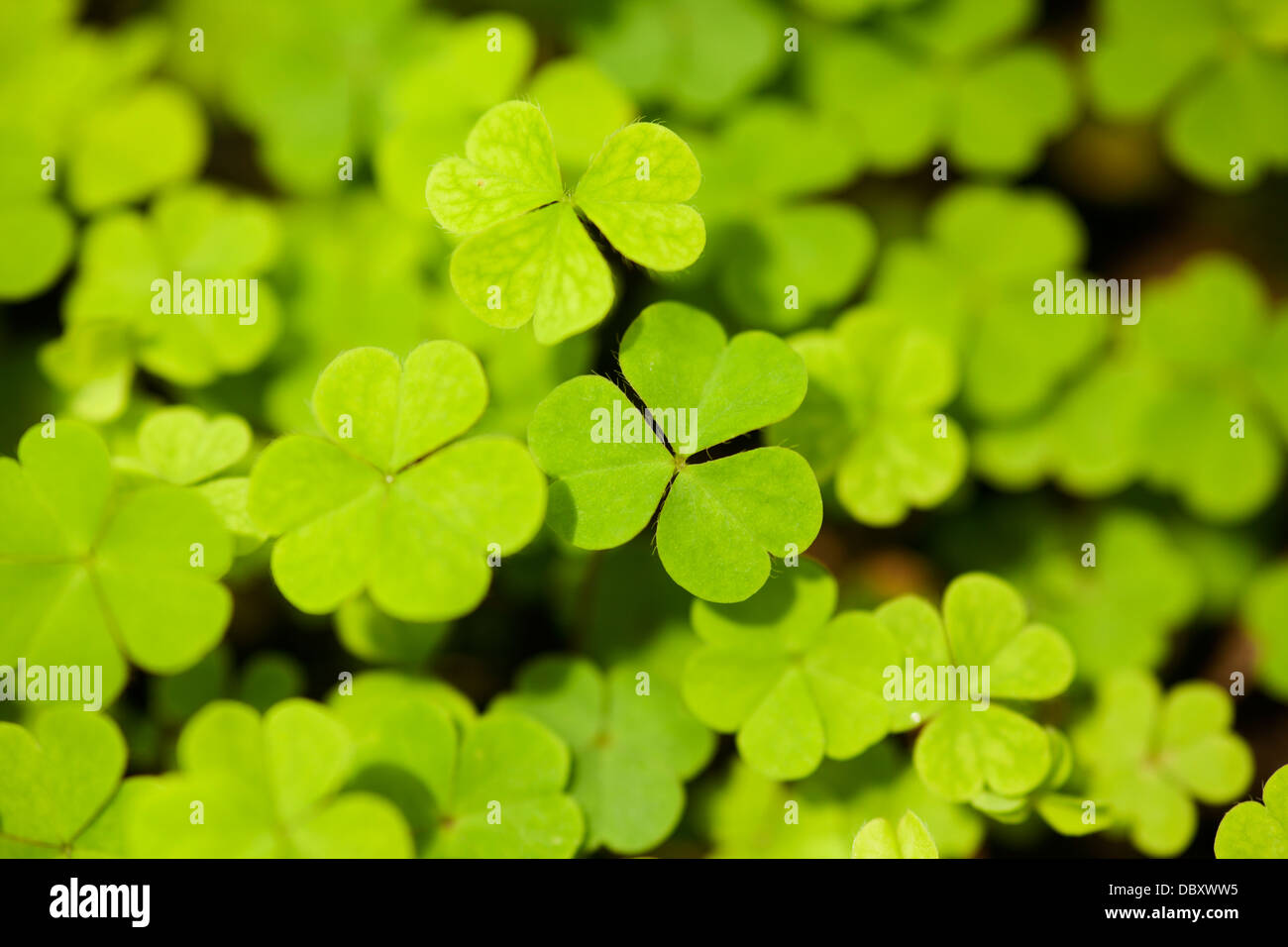 Clover wallpaper hi-res stock photography and images - Alamy