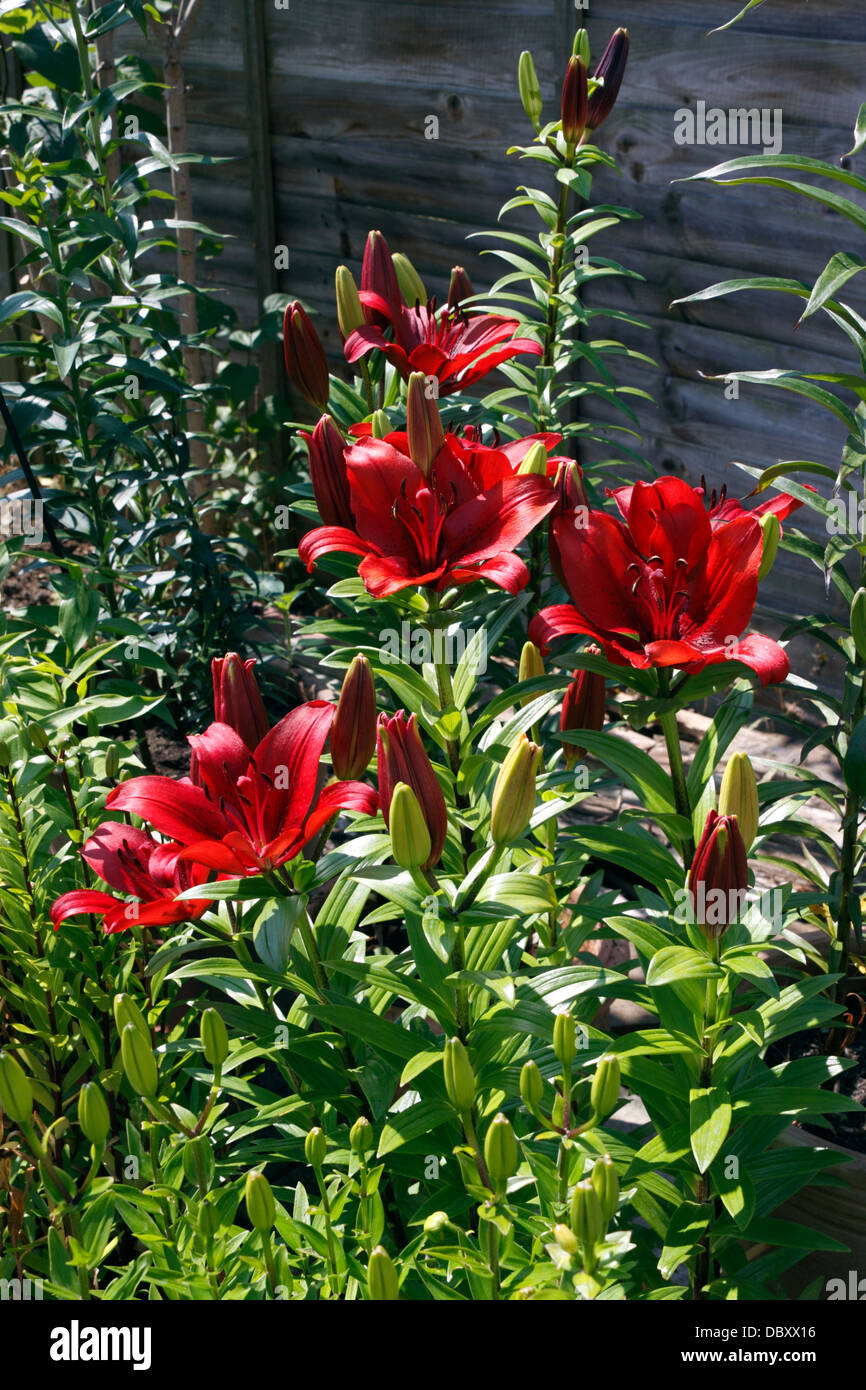 LILIUM BLACKOUT . LILY Stock Photo - Alamy