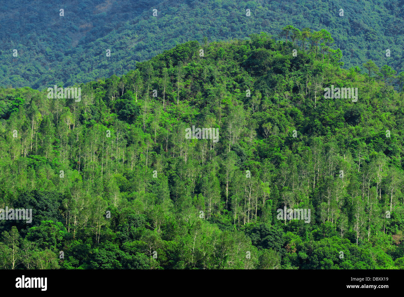 Forest in daytime hi-res stock photography and images - Alamy