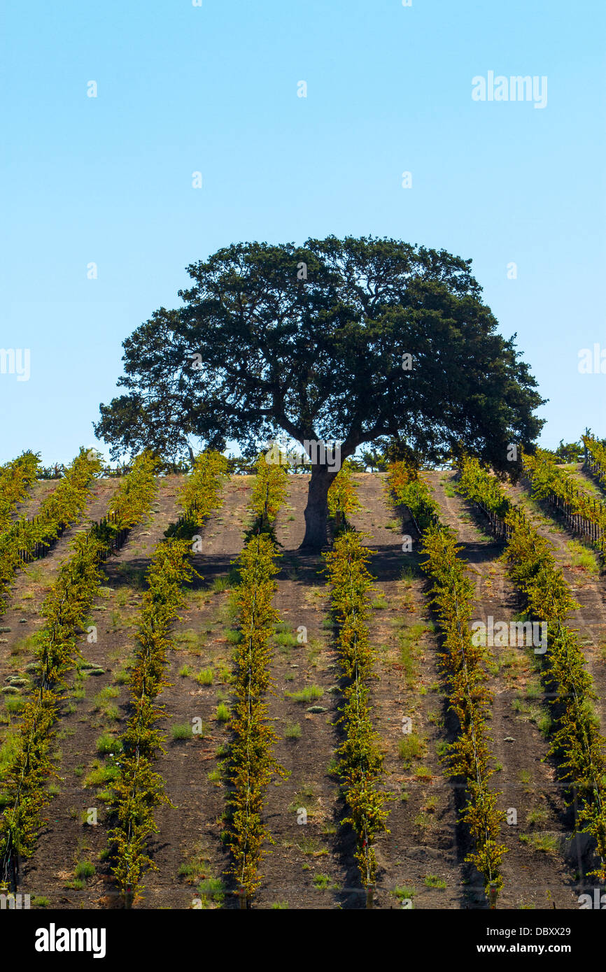 A tree in a vineyard on a hill near Paso Robles in Central California ...