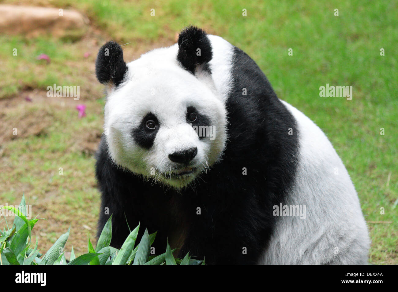 Giant panda model hi-res stock photography and images - Alamy