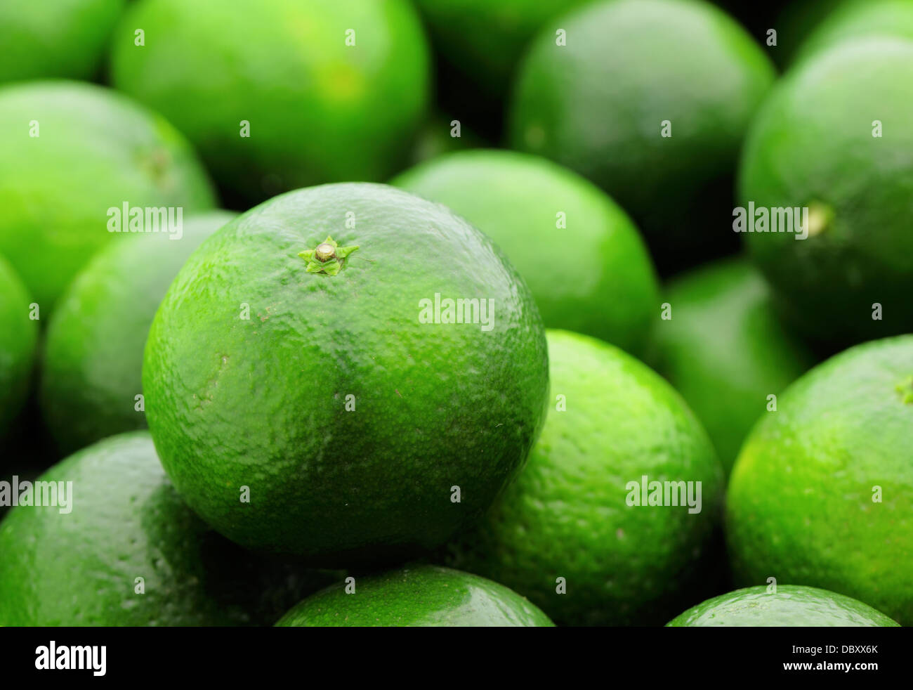 lime citrus fruit Stock Photo - Alamy