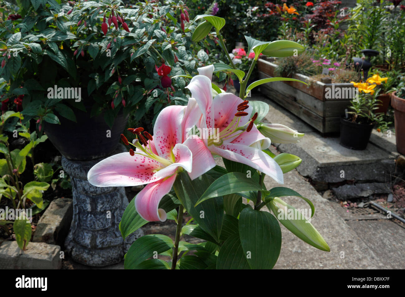 LILIUM MONA LISA . LILY Stock Photo - Alamy