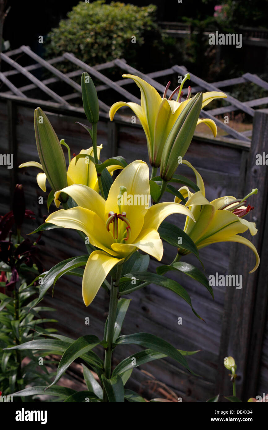 LILIUM. TREE LILY MANI Stock Photo - Alamy