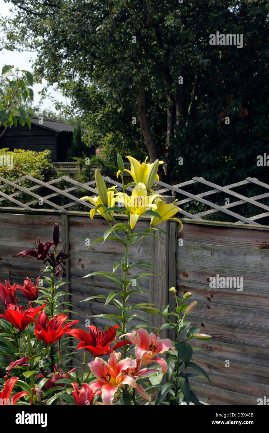 LILIUM. TREE LILY MANI Stock Photo - Alamy