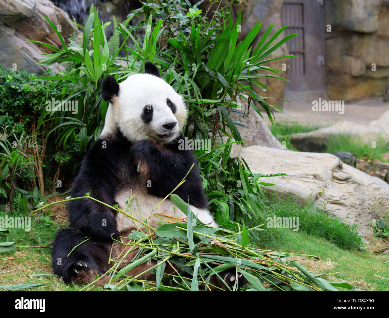 Panda eating bamboo Stock Photo - Alamy